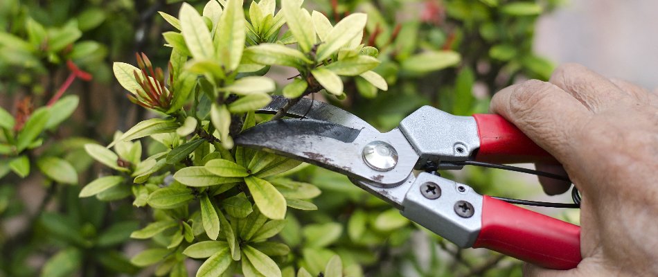 Trimming vs Pruning - What’s the Difference & When Should They Be Done? | Ascape Landscape